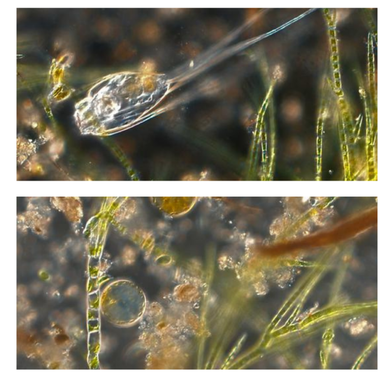 MPA Testing - Scientific Methods